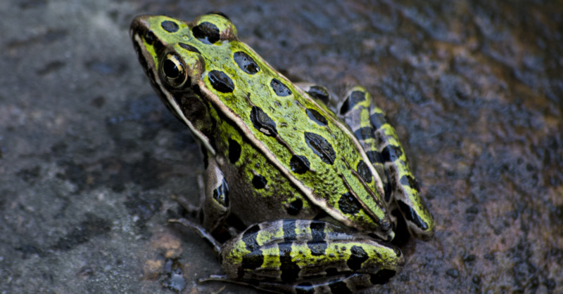 How we got the term ‘worrywart’ - Columbia Journalism Review